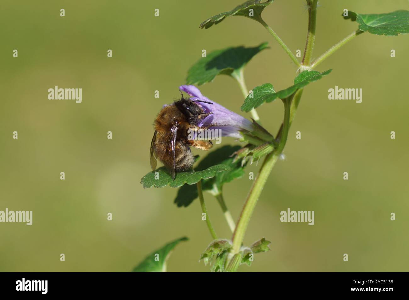 Close up hairy-footed flower bee (Anthophora plumipes) on the flowers ...