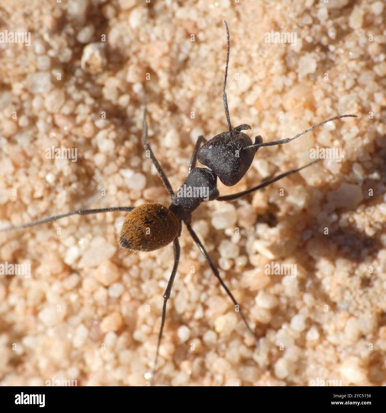 Karoo Balbyter Ant (Camponotus fulvopilosus) Insecta Stock Photo - Alamy