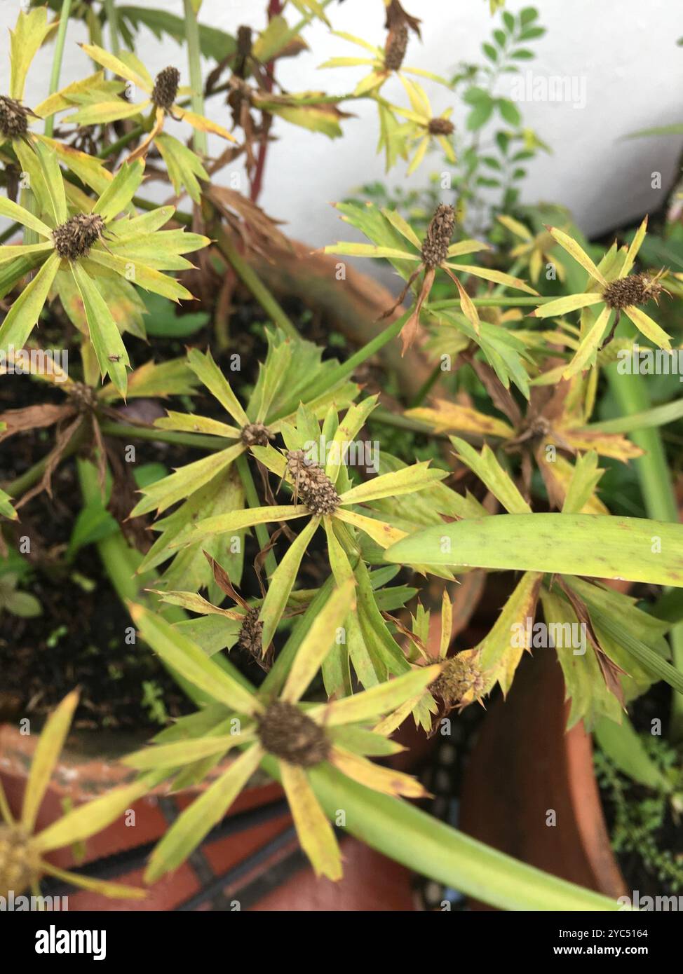 Mexican Culantro (Eryngium foetidum) Plantae Stock Photo - Alamy