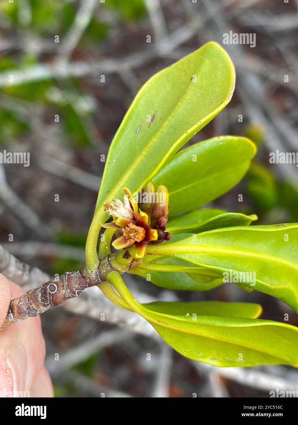 yellow mangroves (Ceriops) Plantae Stock Photo - Alamy