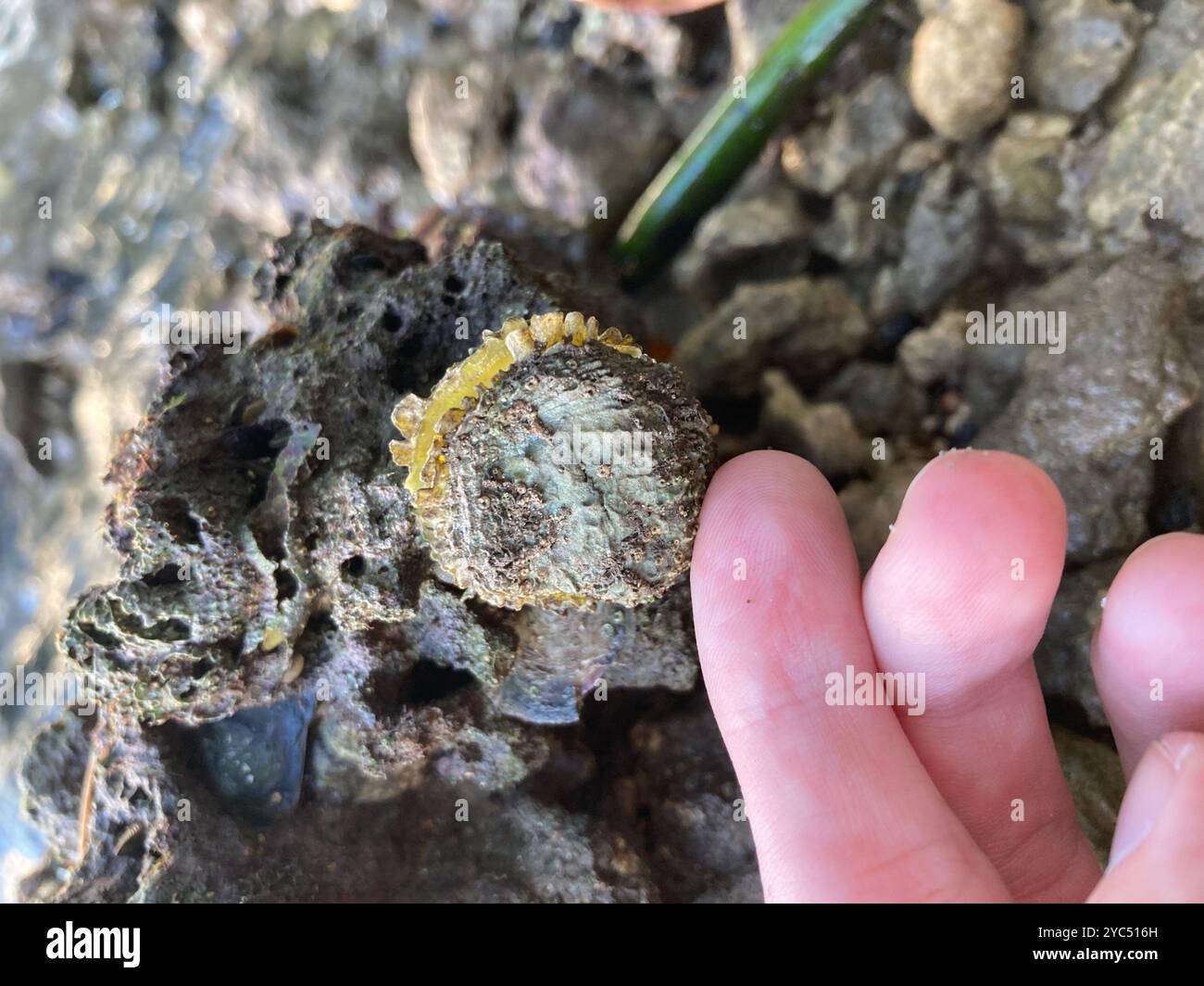 Leafy Jewel Box (Chama macerophylla) Mollusca Stock Photo - Alamy