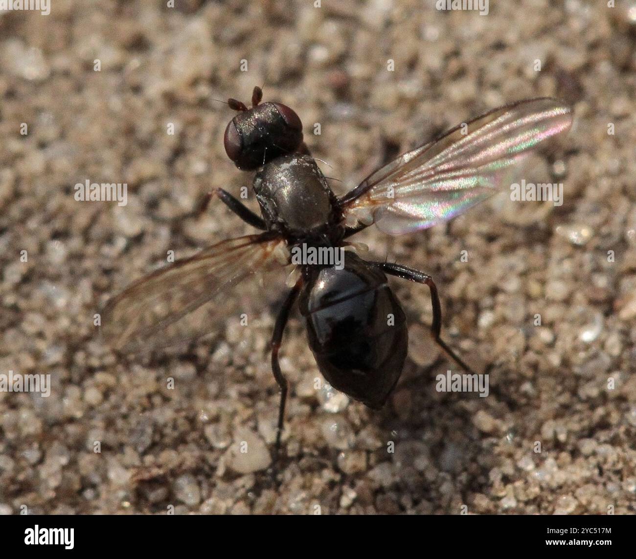 Black Scavenger Flies (Sepsidae) Insecta Stock Photo - Alamy