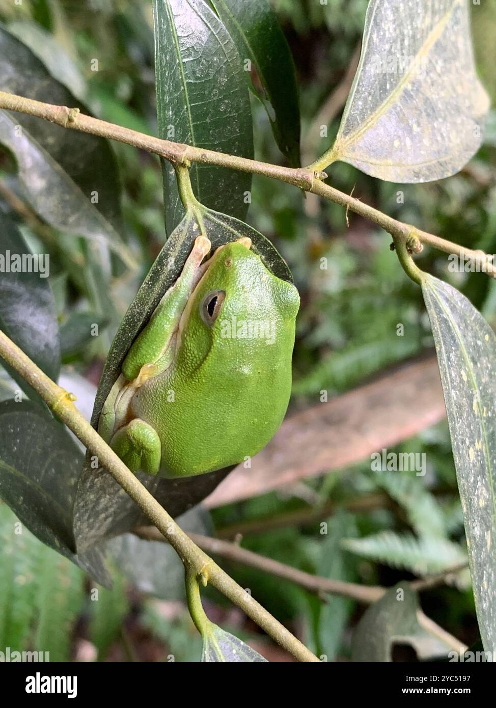 Taipei green tree frog hi-res stock photography and images - Alamy