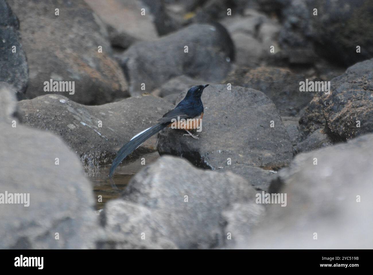 White-rumped Shama (Copsychus malabaricus) Aves Stock Photo - Alamy