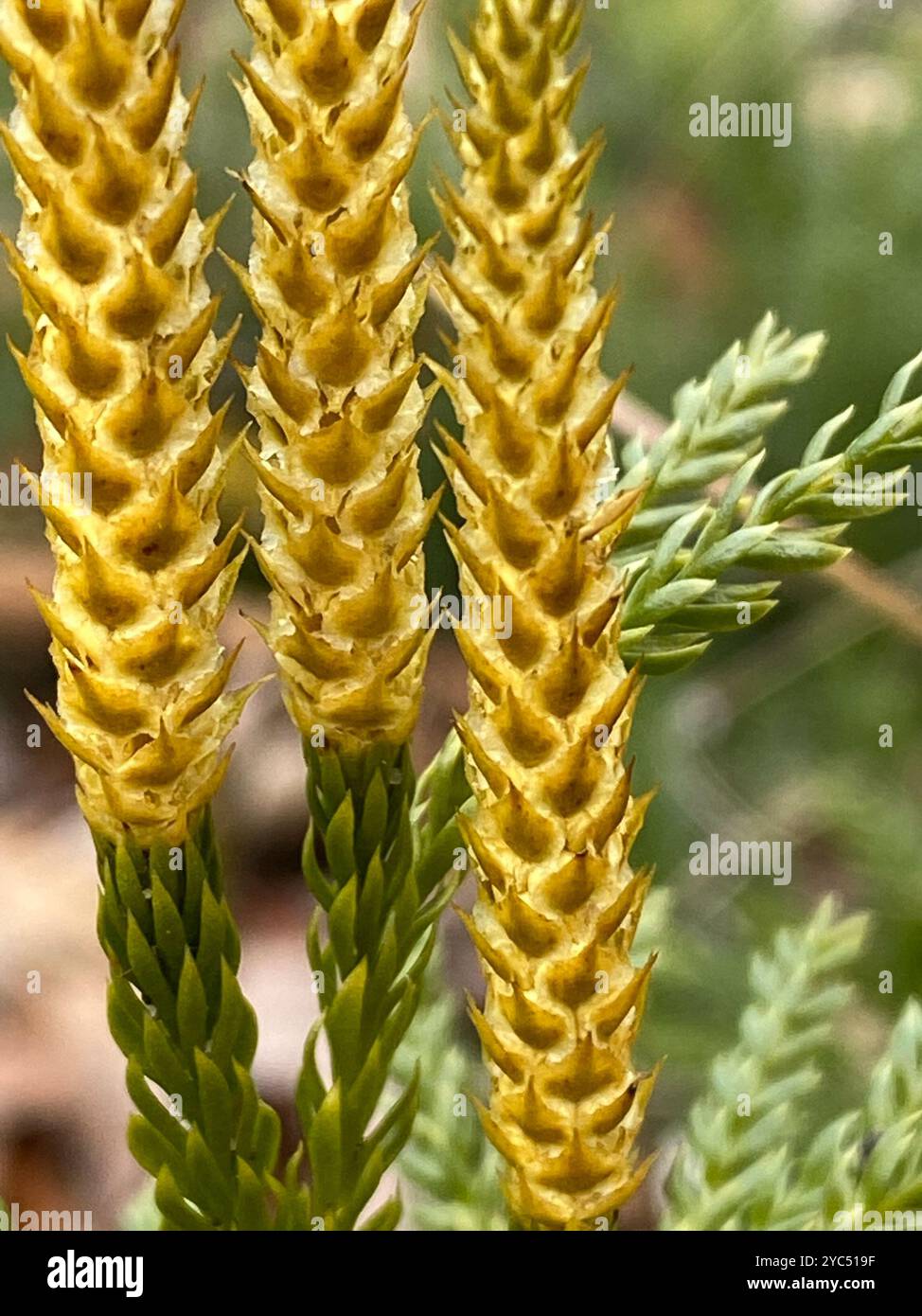 Hickey's tree-clubmoss (Dendrolycopodium hickeyi) Plantae Stock Photo ...