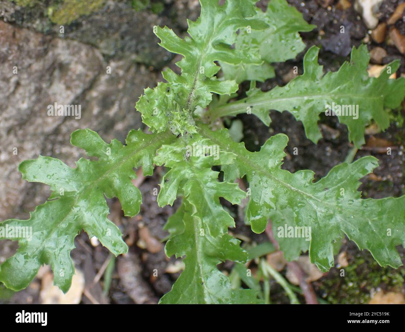 common groundsel (Senecio vulgaris) Plantae Stock Photo - Alamy
