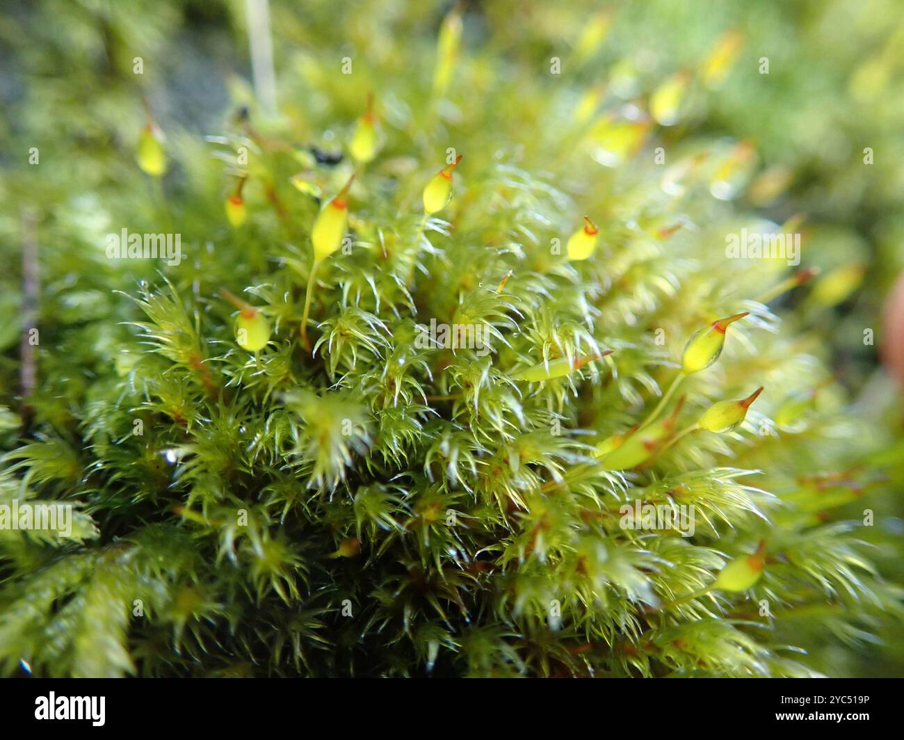 Yellow-green Rock Moss (Racomitrium heterostichum) Plantae Stock Photo ...