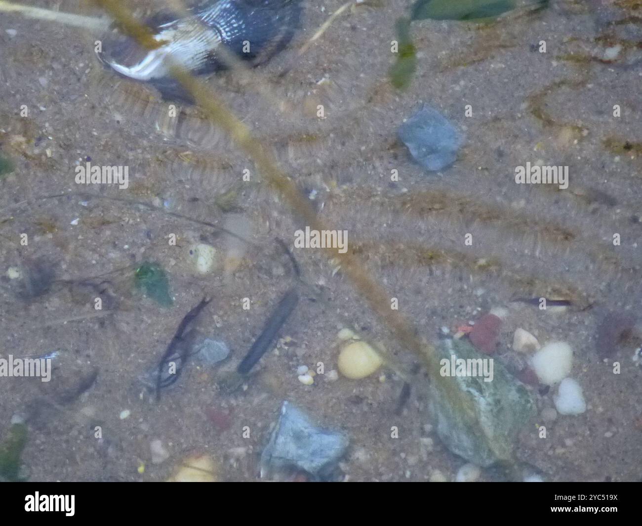 Atlantic Ribbed Mussel (Geukensia demissa) Mollusca Stock Photo - Alamy