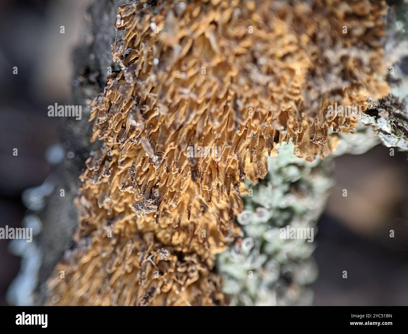 brown-toothed crust fungus (Hydnoporia olivacea) Fungi Stock Photo - Alamy