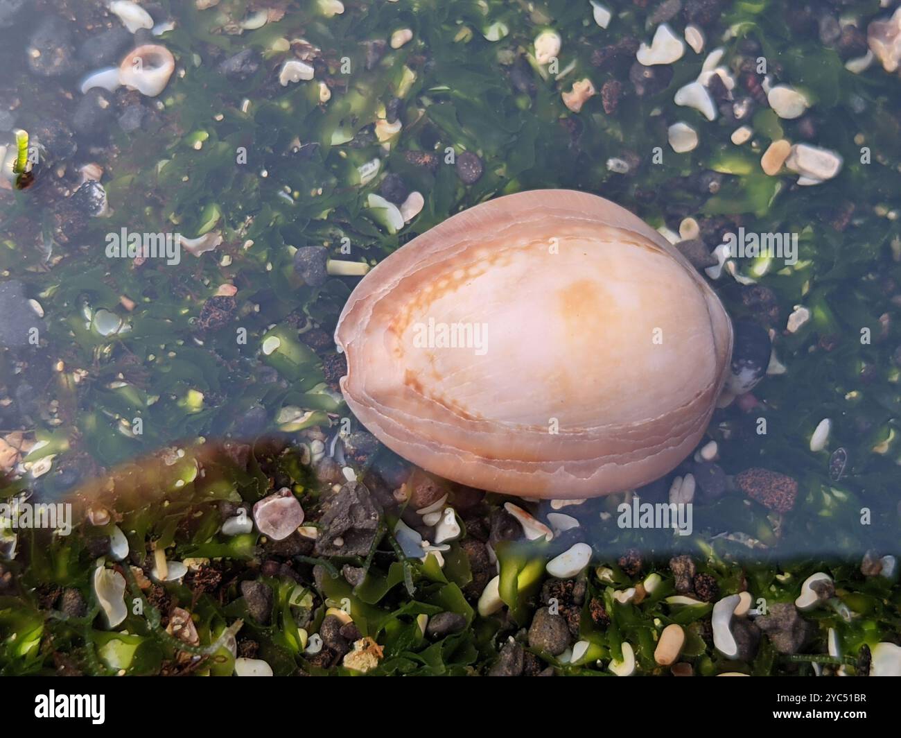 Hawaiian Snakehead Cowrie (Monetaria caputophidii) Mollusca Stock Photo ...
