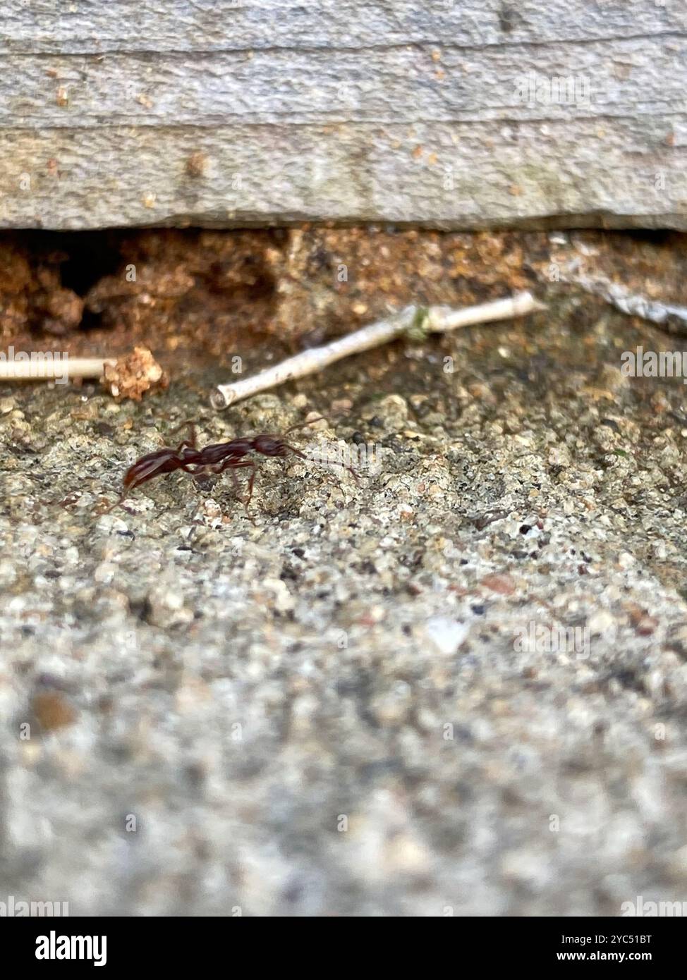 Elongate Razorjaw Ant (Leptogenys elongata) Insecta Stock Photo - Alamy