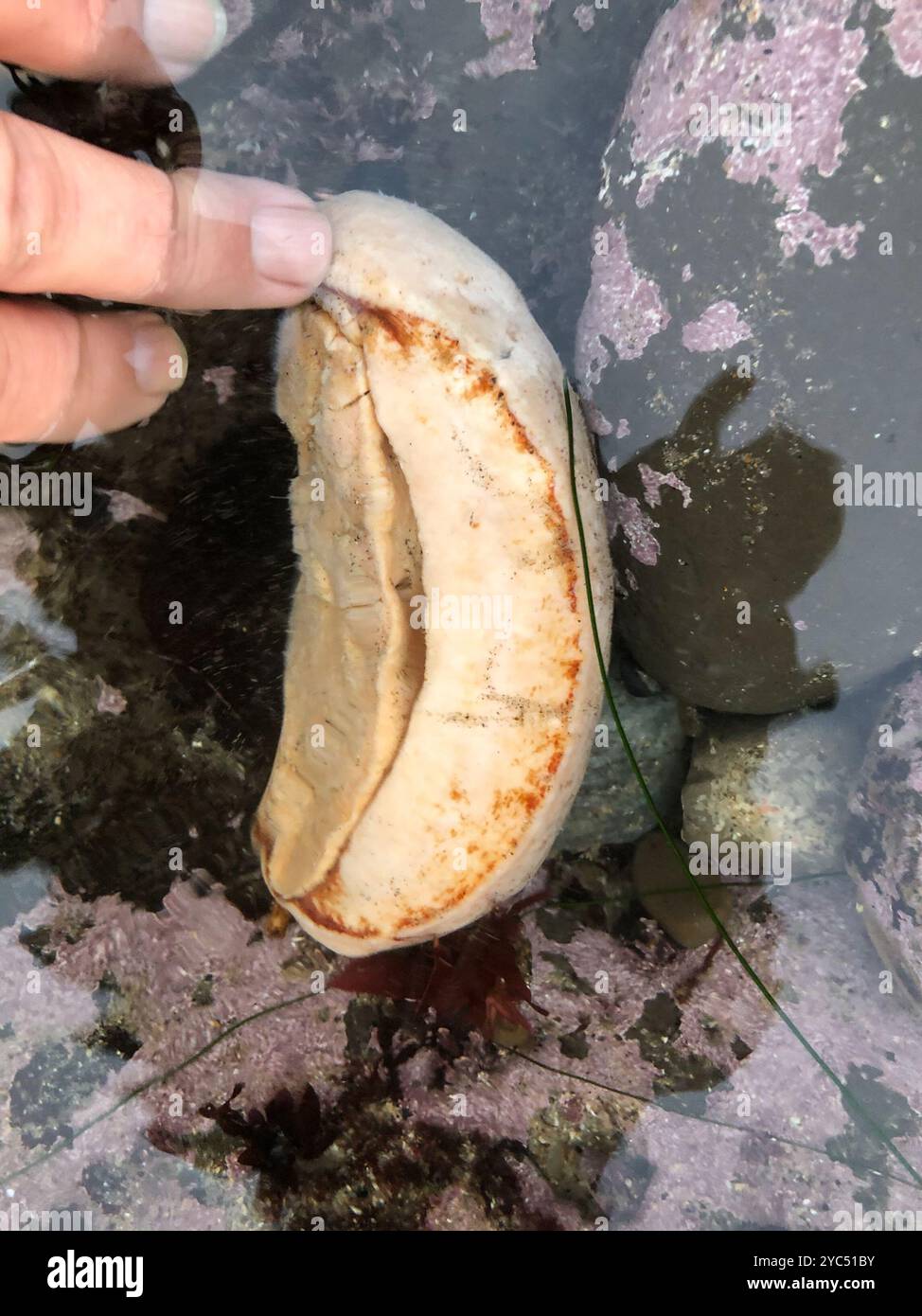 Gumboot Chiton (Cryptochiton stelleri) Mollusca Stock Photo - Alamy
