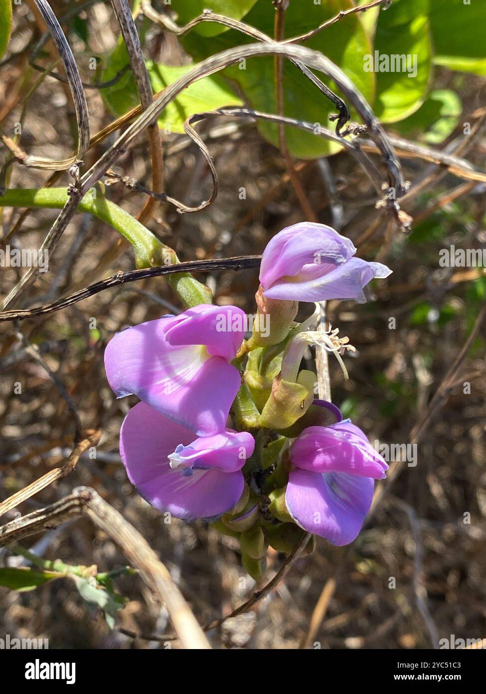 Beach Bean (Canavalia rosea) Plantae Stock Photo - Alamy
