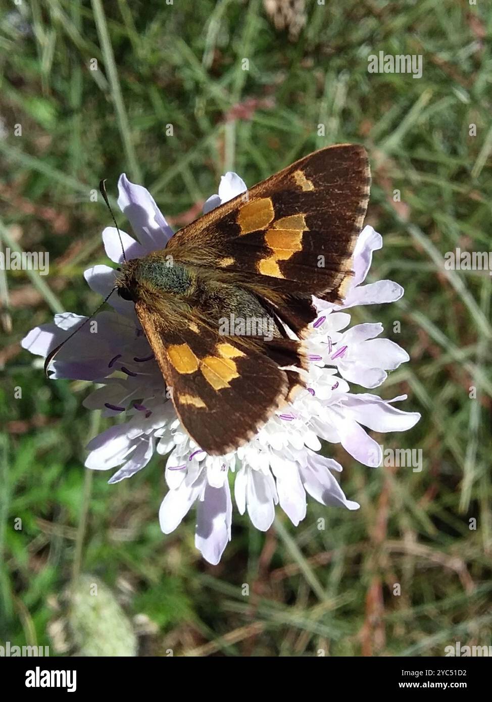 Flame Sedge-skipper (Hesperilla idothea) Insecta Stock Photo - Alamy