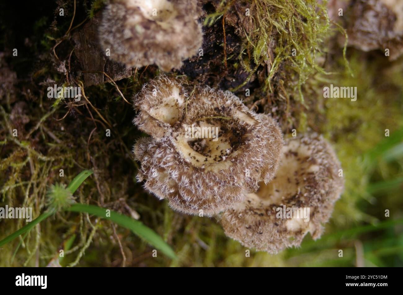 fringed sawgill (Lentinus crinitus) Fungi Stock Photo - Alamy