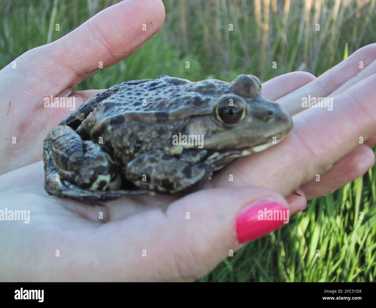 Water Frogs (Pelophylax) Amphibia Stock Photo - Alamy