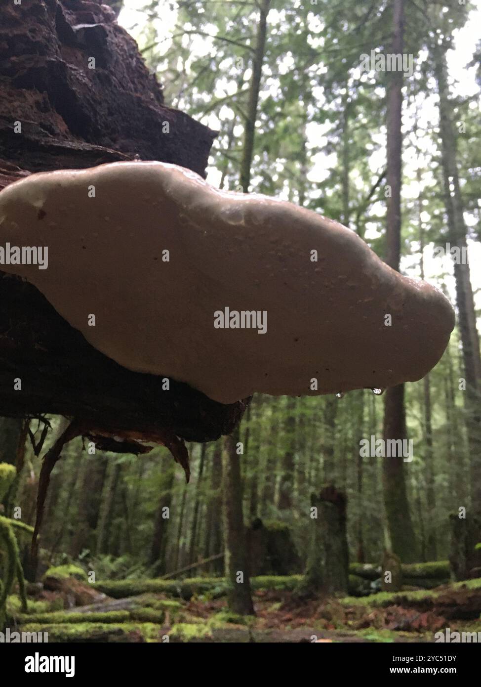 Northern red belt fungi hi-res stock photography and images - Alamy