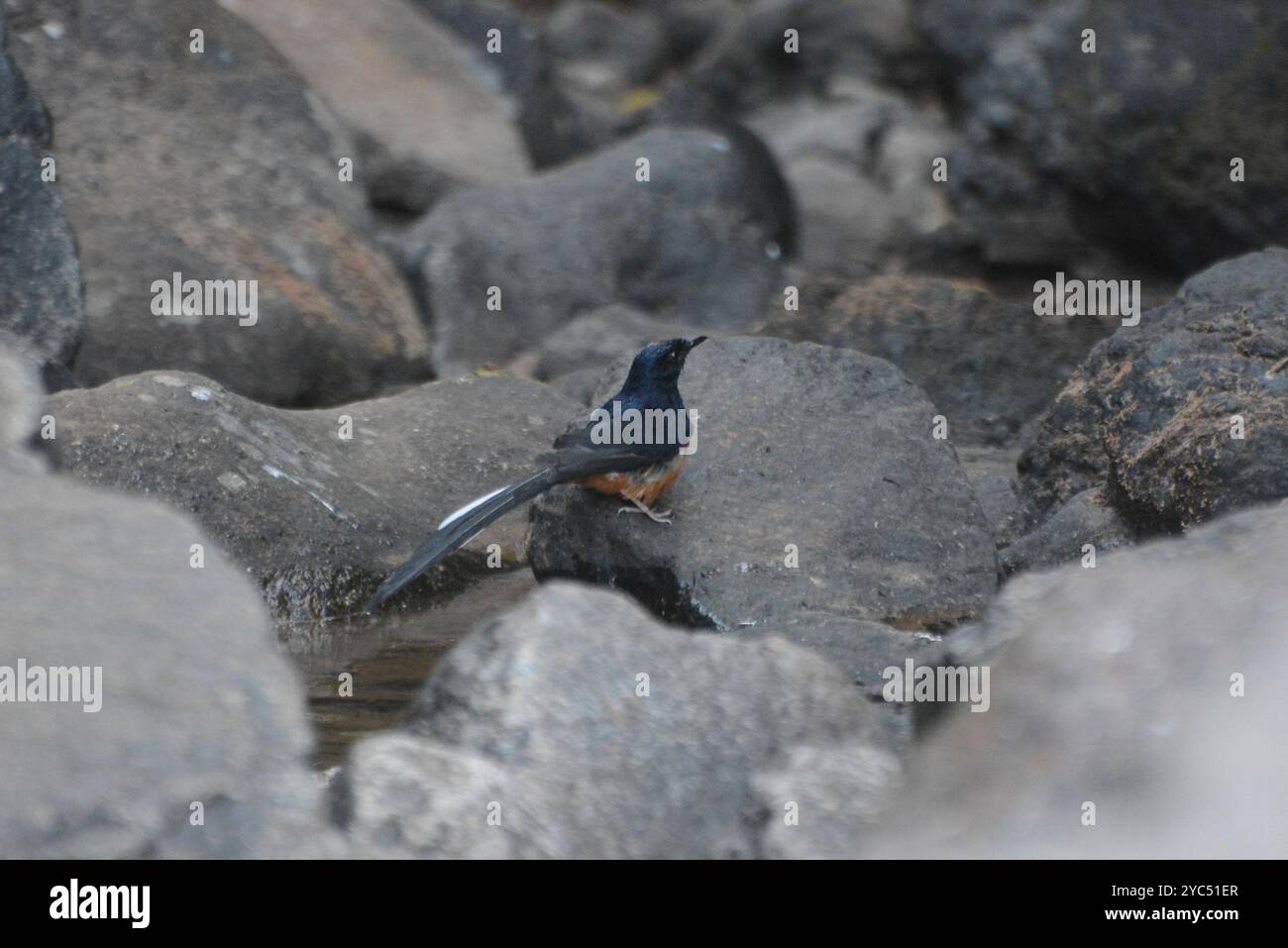 White-rumped Shama (Copsychus malabaricus) Aves Stock Photo - Alamy