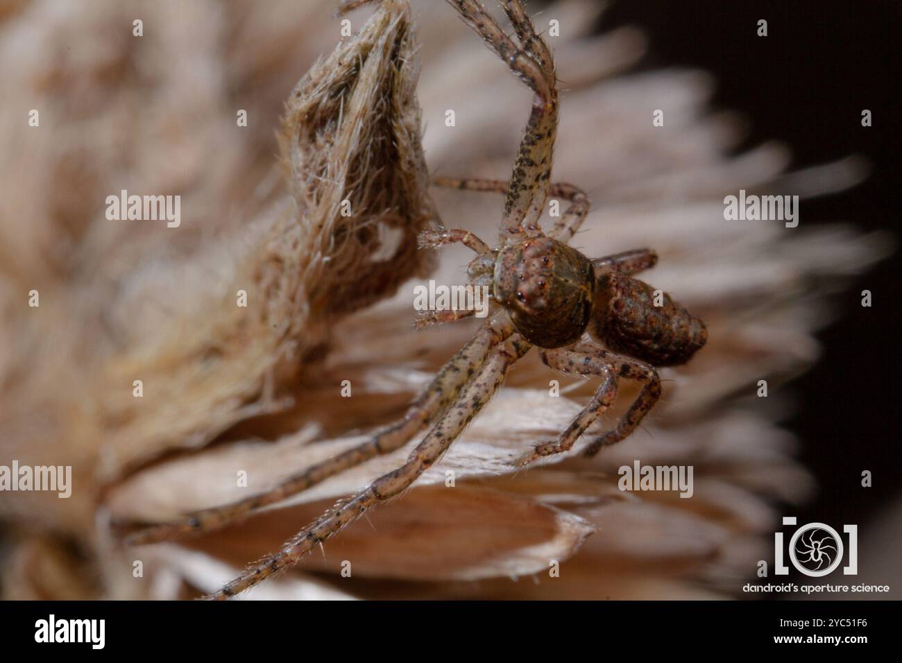 Octopus Spiders (Tmarus) Arachnida Stock Photo - Alamy