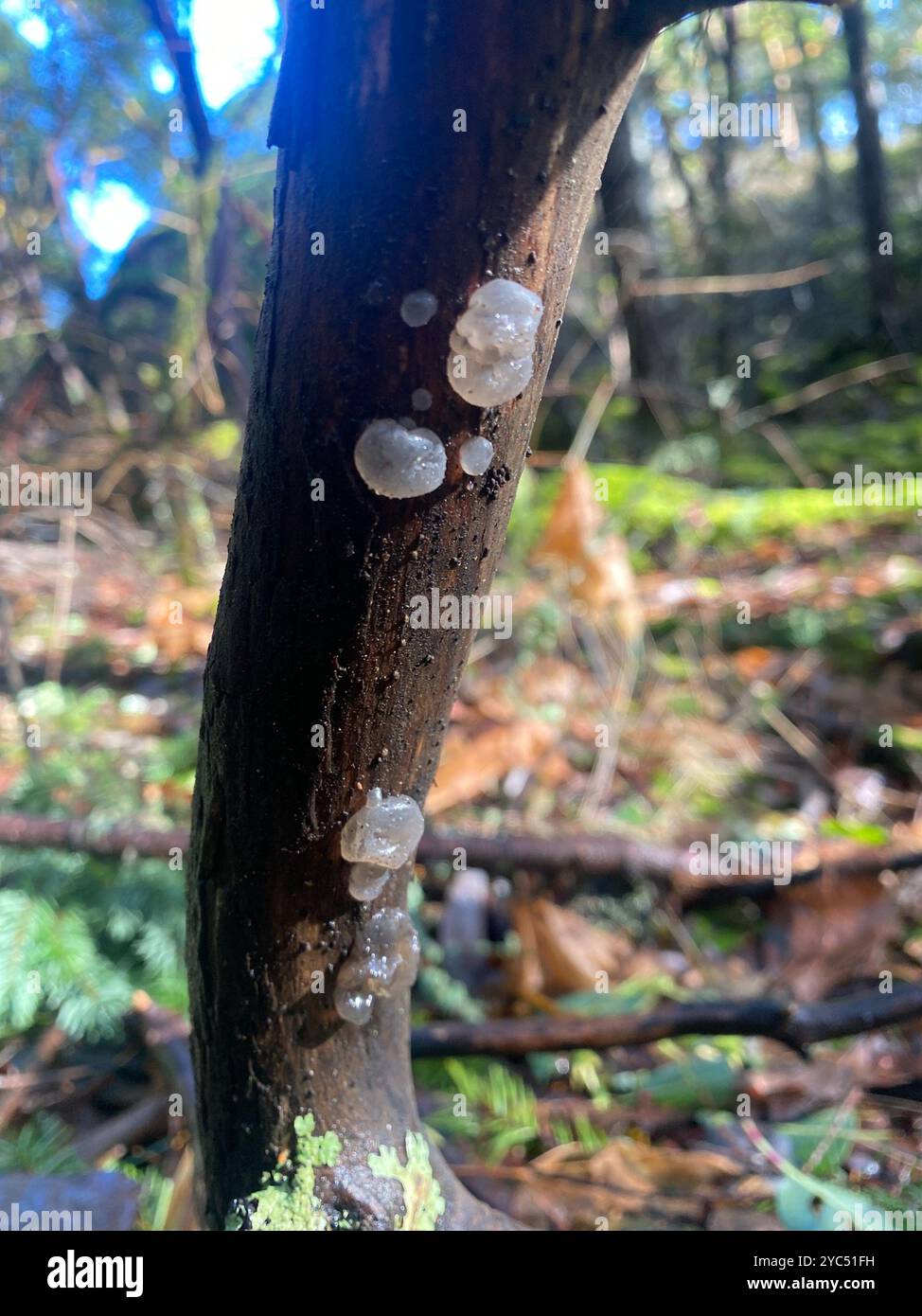 Crystal Brain Fungus (Myxarium nucleatum) Fungi Stock Photo - Alamy