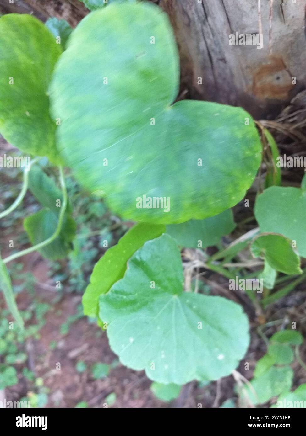 Brazilian Pennywort (Hydrocotyle leucocephala) Plantae Stock Photo - Alamy