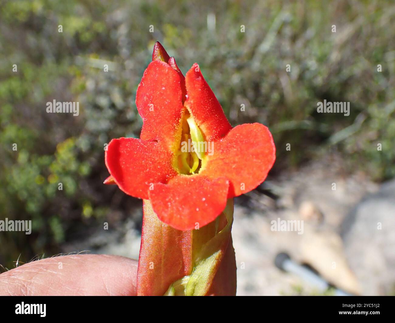 Scarlet Inkflower (Harveya bolusii) Plantae Stock Photo - Alamy
