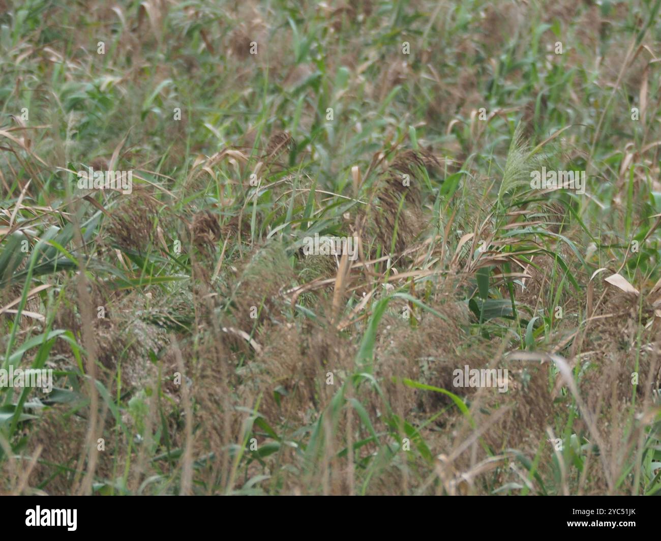 common reed (Phragmites australis) Plantae Stock Photo - Alamy