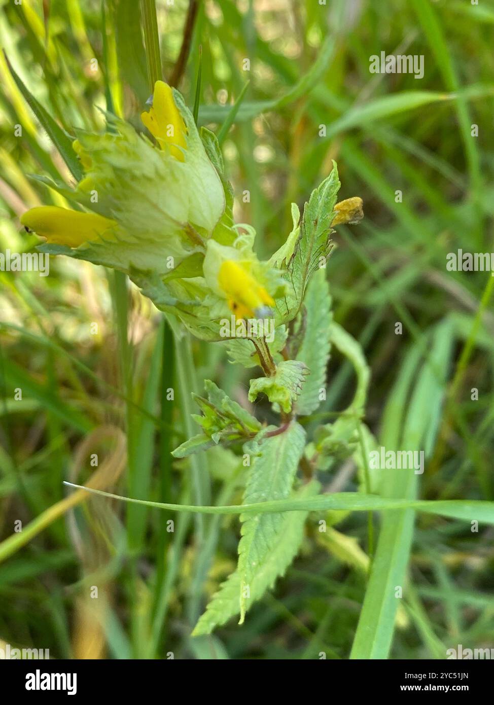 Greater Yellow-rattle (Rhinanthus serotinus) Plantae Stock Photo - Alamy