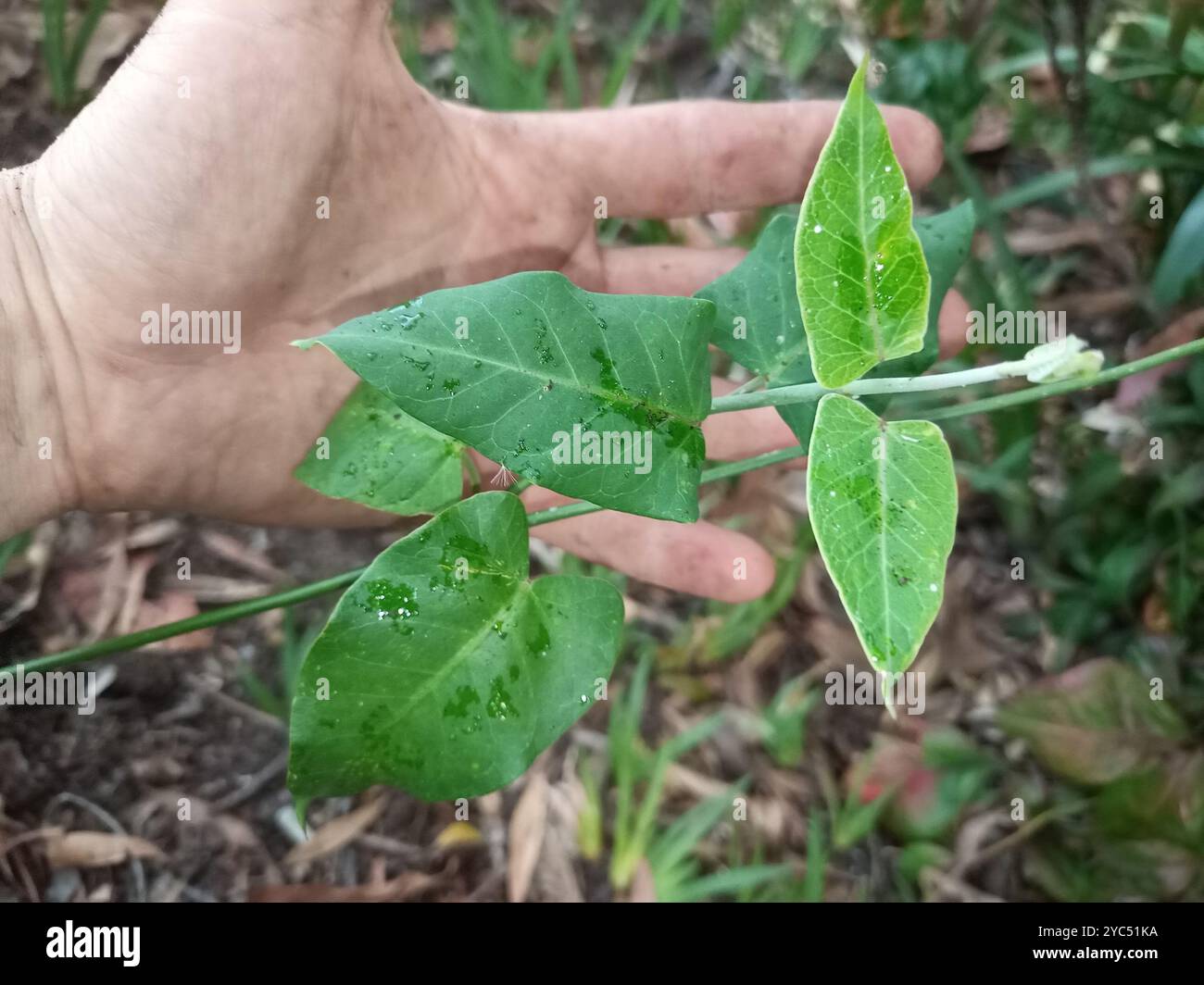Moth Vine (Araujia sericifera) Plantae Stock Photo - Alamy