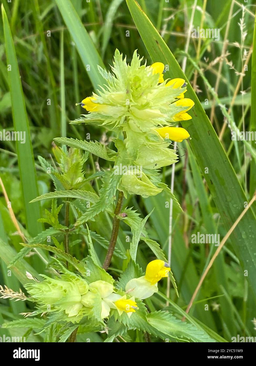 Greater Yellow-rattle (Rhinanthus serotinus) Plantae Stock Photo - Alamy