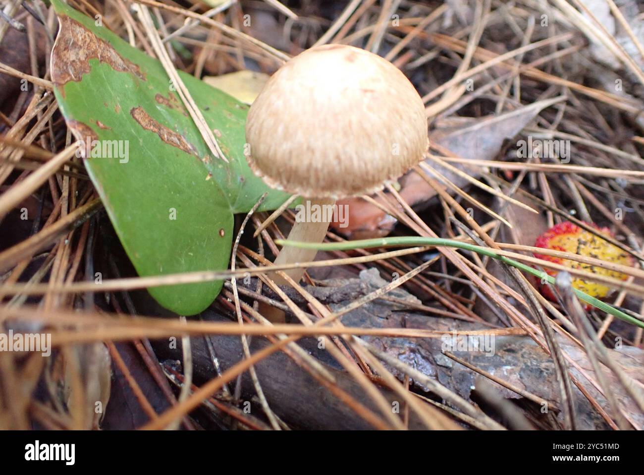 red edge brittlestem (Psathyrella corrugis) Fungi Stock Photo - Alamy