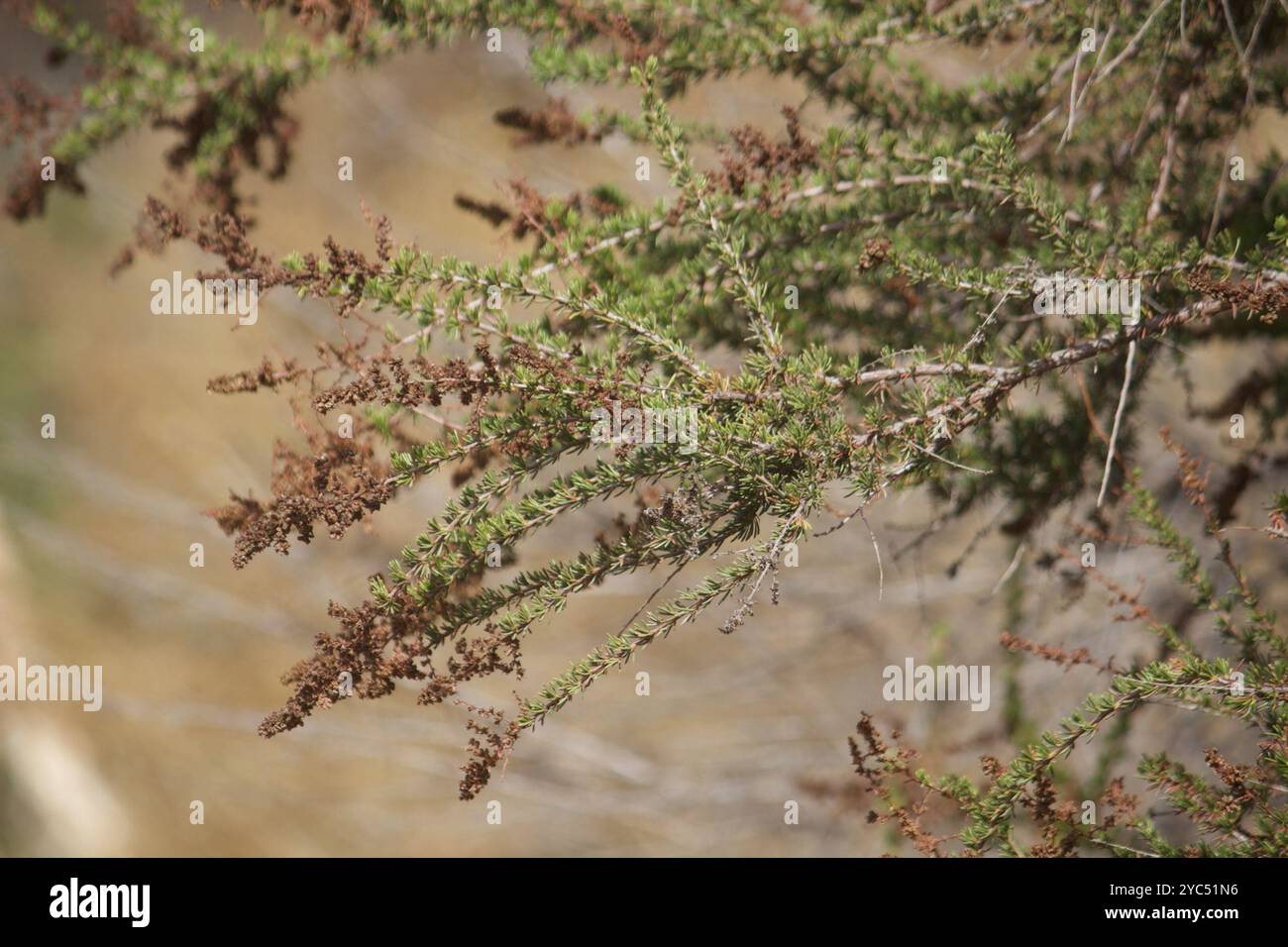 chamise (Adenostoma fasciculatum) Plantae Stock Photo - Alamy
