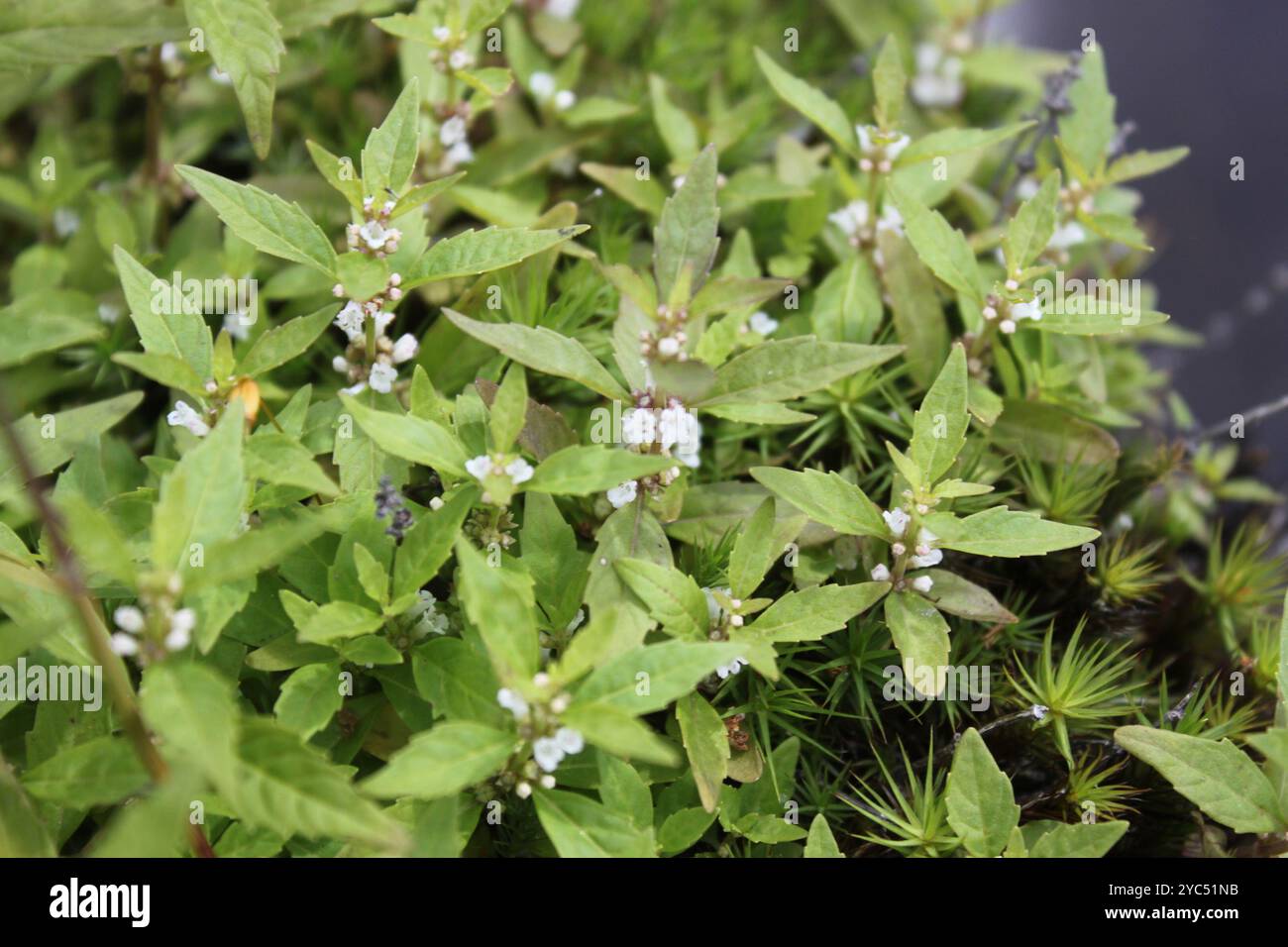 northern bugleweed (Lycopus uniflorus) Plantae Stock Photo - Alamy