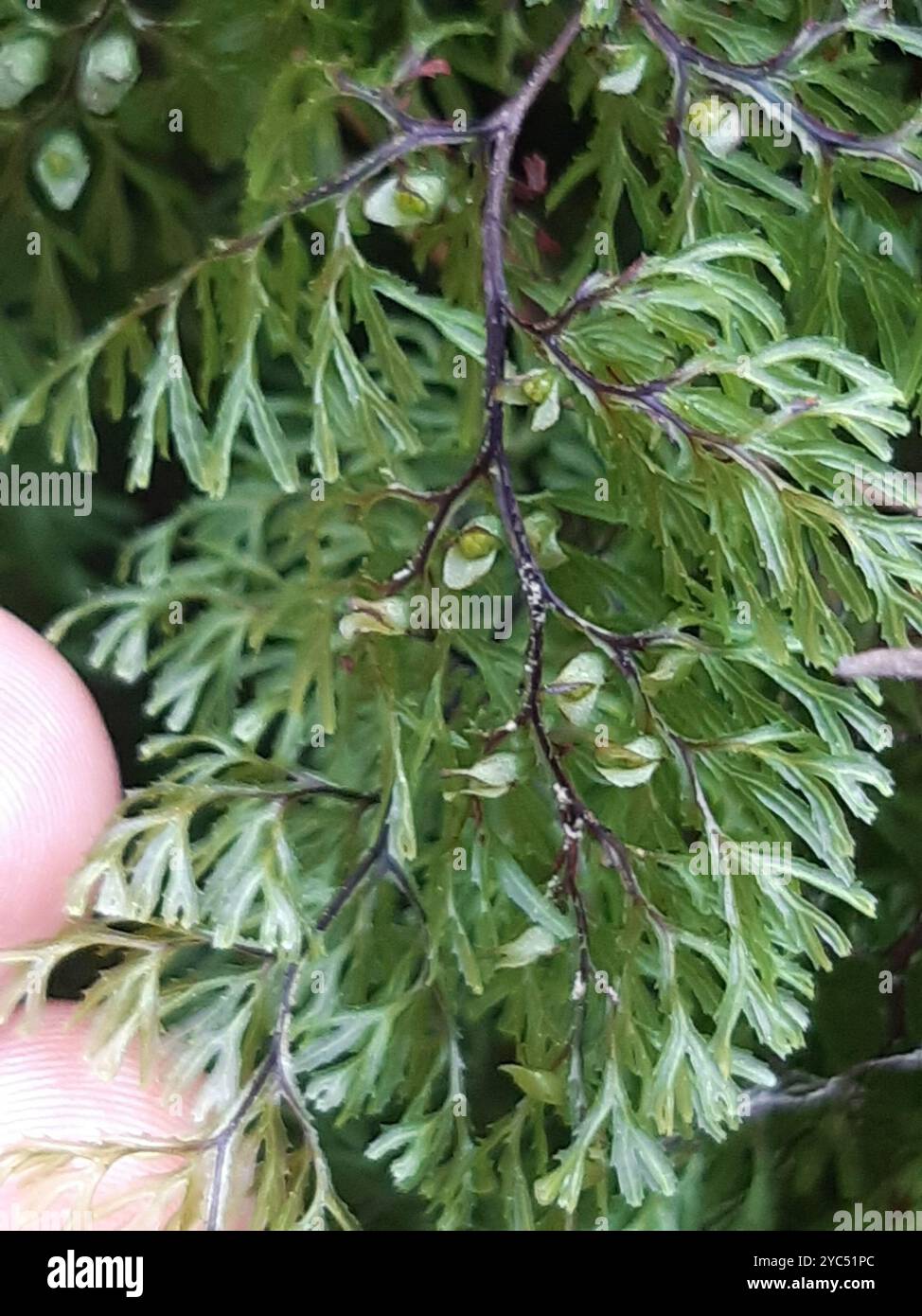 much-divided filmy fern (Hymenophyllum multifidum) Plantae Stock Photo ...