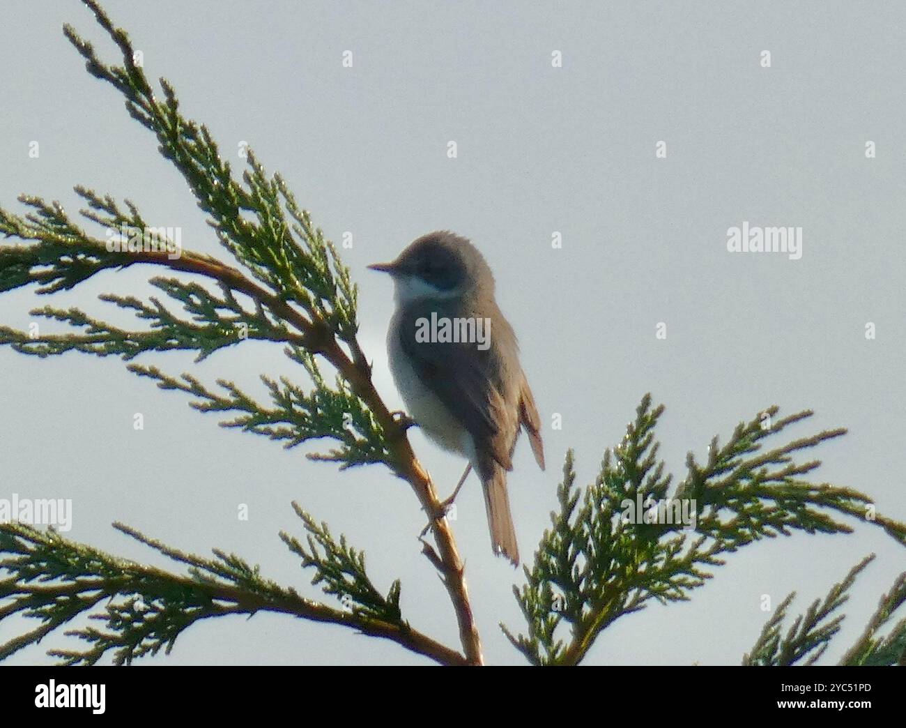 Lesser Whitethroat (Curruca curruca) Aves Stock Photo - Alamy