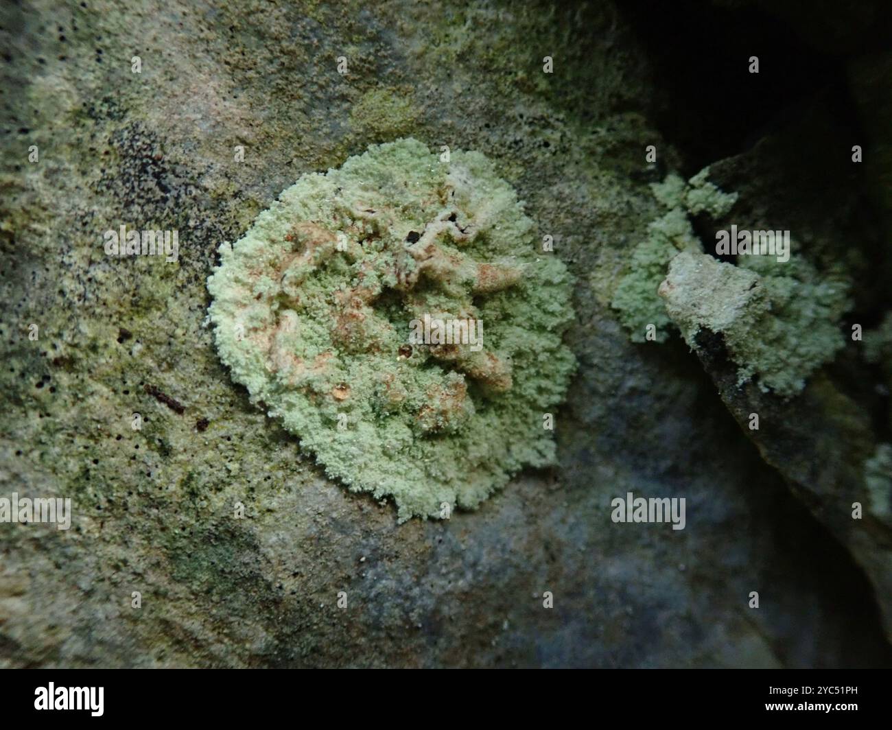 Fluffy Dust Lichen (Lepraria finkii) Fungi Stock Photo - Alamy