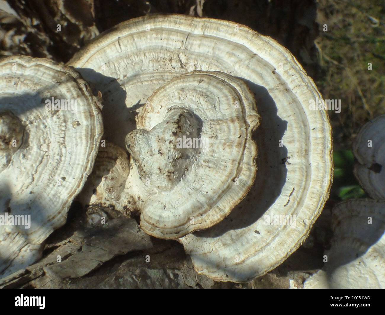 Thin-walled Maze Polypore (Daedaleopsis confragosa) Fungi Stock Photo ...