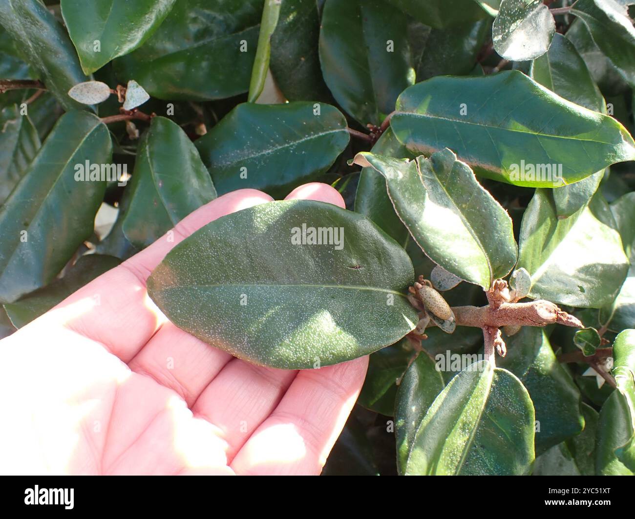 Ebbinge's Silverberry (Elaeagnus × submacrophylla) Plantae Stock Photo ...