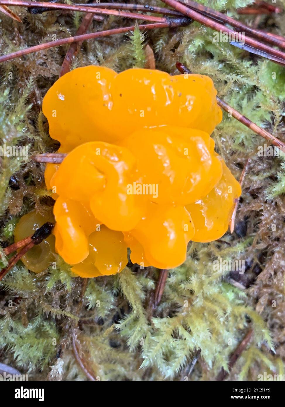 Orange Jelly Spot (Dacrymyces chrysospermus) Fungi Stock Photo - Alamy