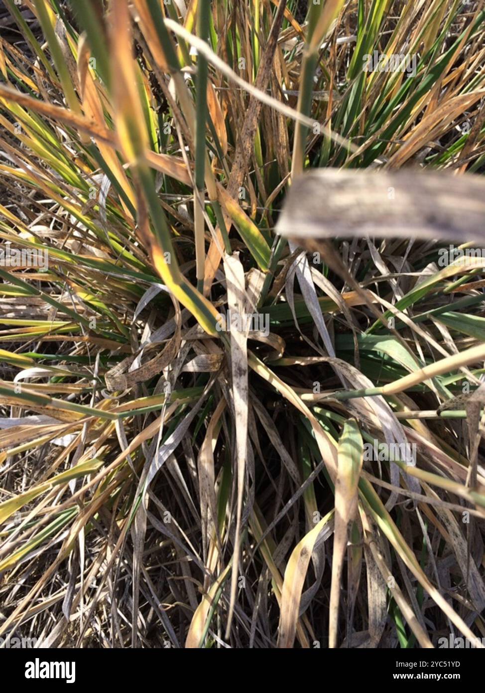 Phalaris aquatica hi-res stock photography and images - Alamy