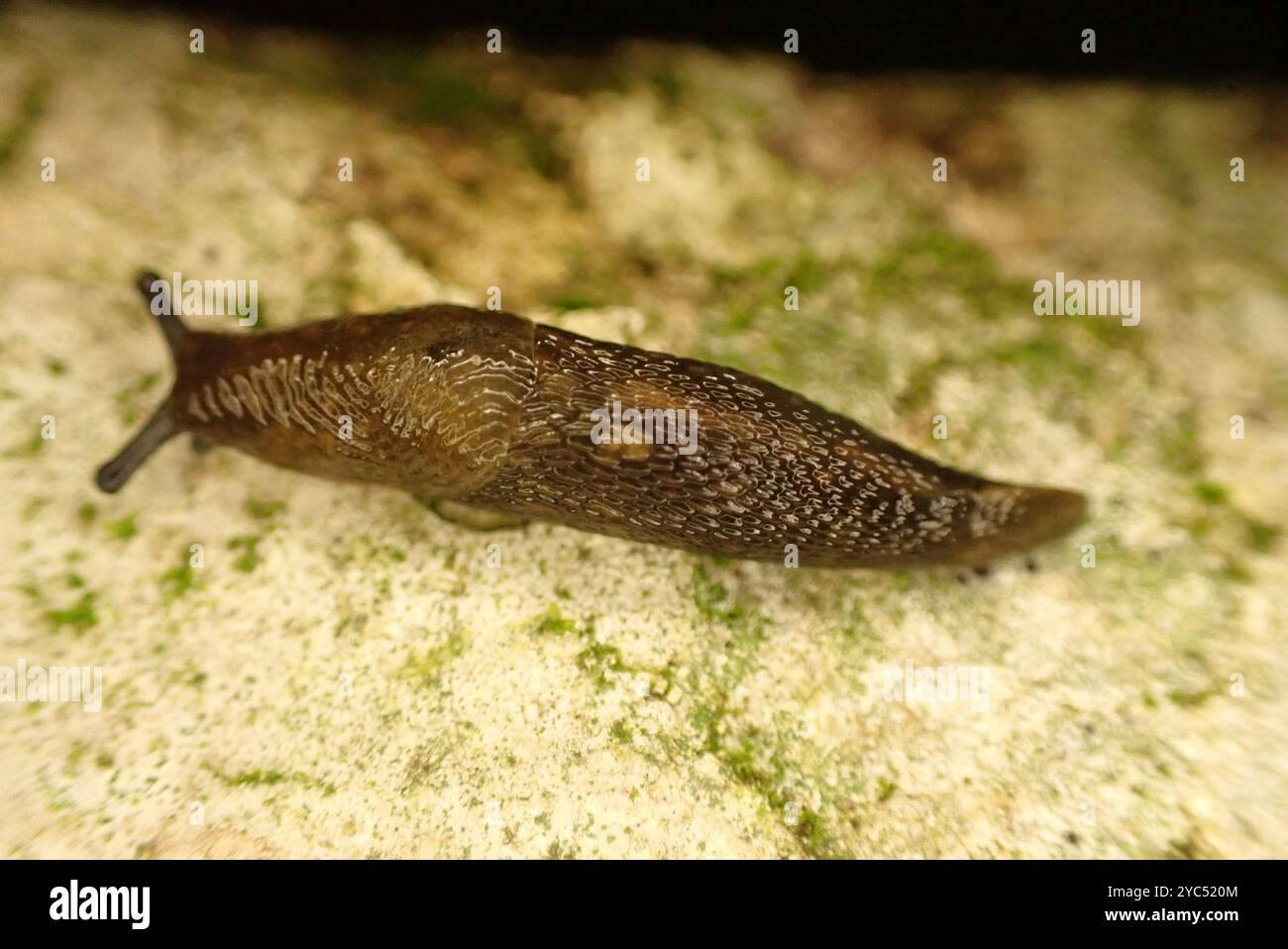 Yellow Cellar Slug (Limacus flavus) Mollusca Stock Photo - Alamy