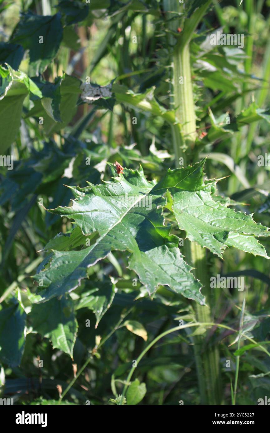 Mexican Thistle (Cirsium mexicanum) Plantae Stock Photo - Alamy