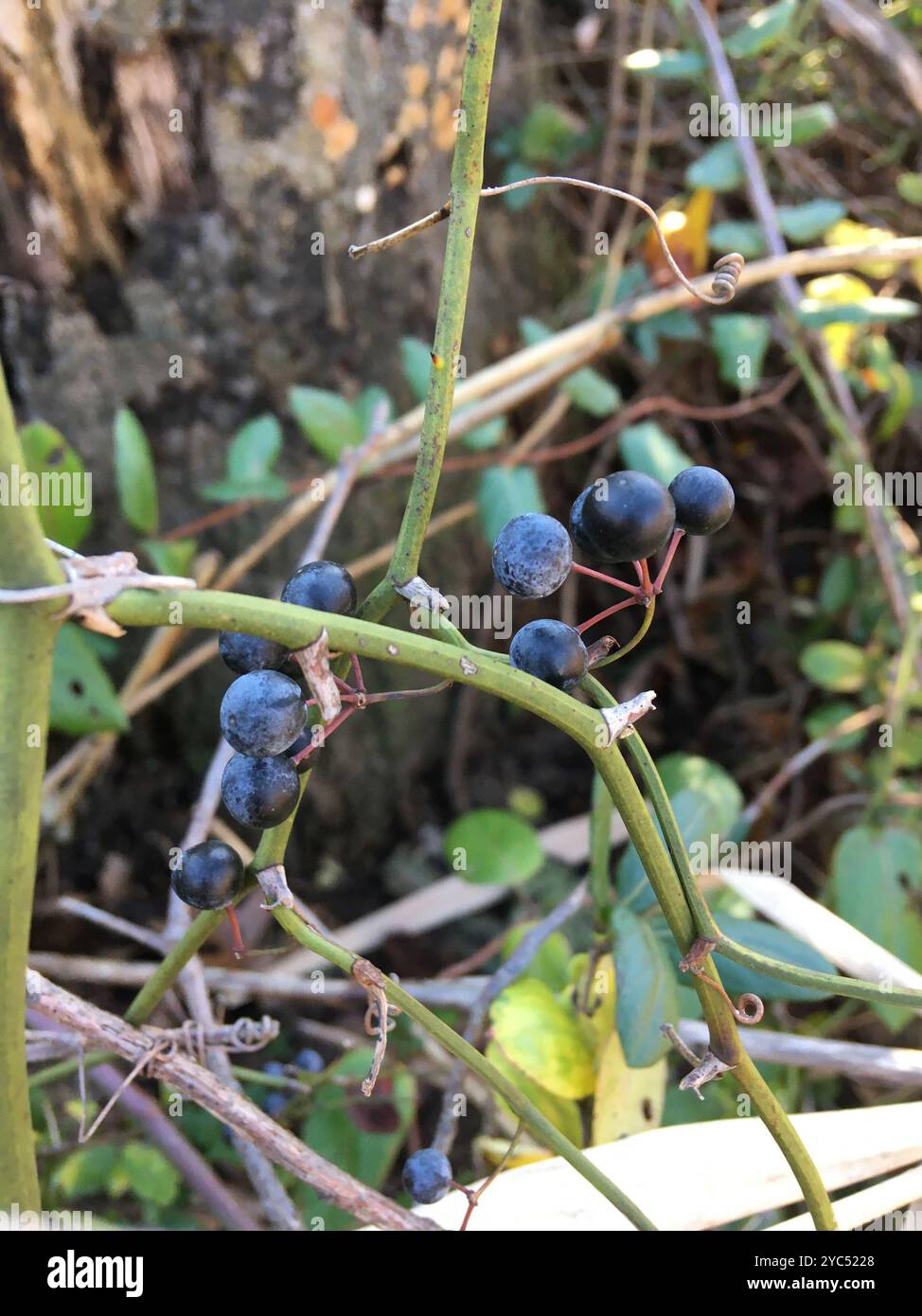 roundleaf greenbrier (Smilax rotundifolia) Plantae Stock Photo - Alamy