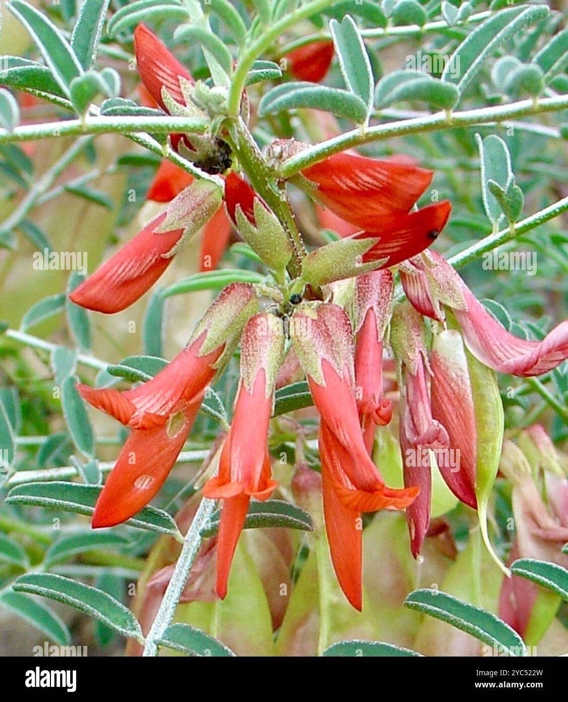 cancer bush (Lessertia frutescens) Plantae Stock Photo - Alamy