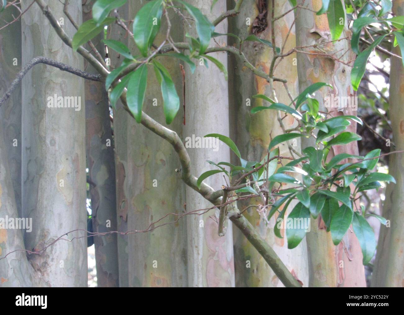 Cherry of the rio grande hi-res stock photography and images - Alamy