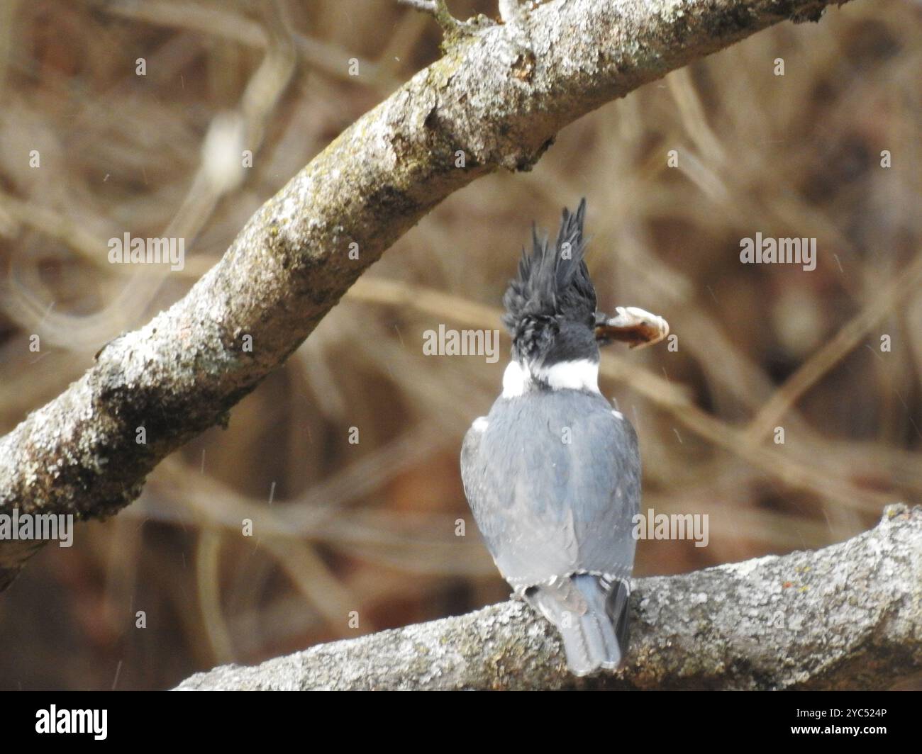 Freshwater Sculpins (Cottus) Actinopterygii Stock Photo - Alamy