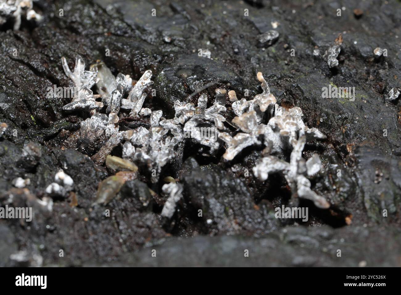 Candlesnuff Fungus (Xylaria hypoxylon) Fungi Stock Photo - Alamy