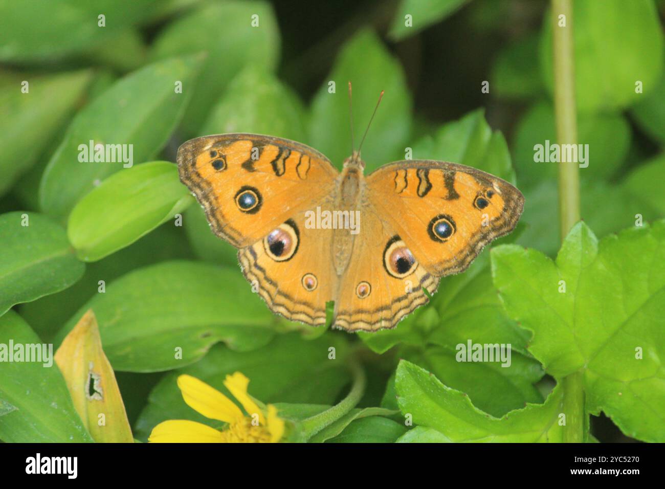 Peacock Pansy (Junonia almana) Insecta Stock Photo - Alamy