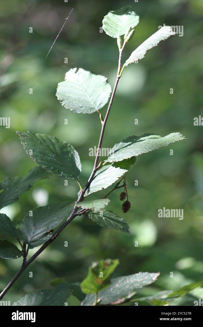 mountain alder (Alnus alnobetula crispa) Plantae Stock Photo - Alamy