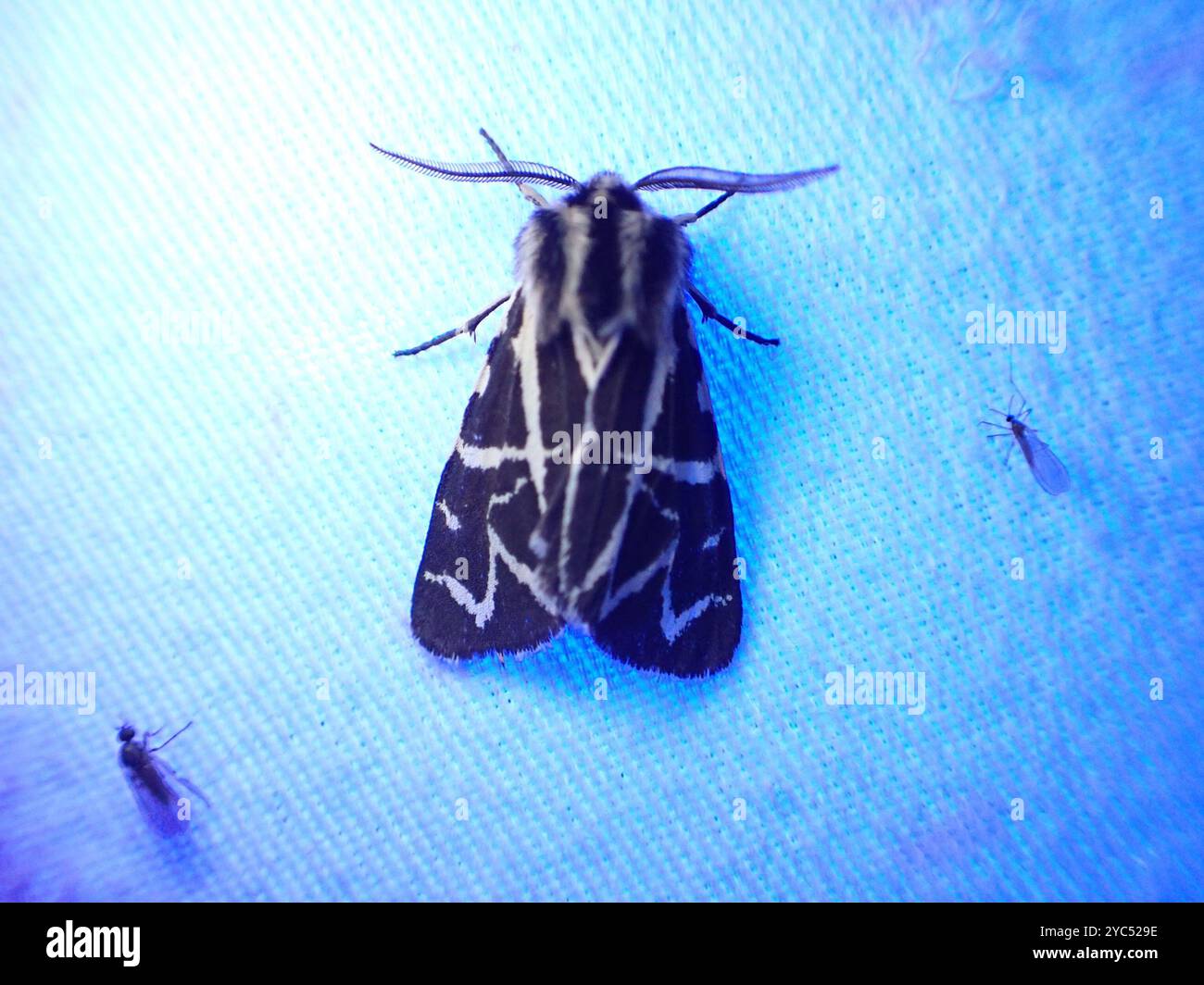 Nevada Tiger Moth (Apantesis nevadensis) Insecta Stock Photo - Alamy